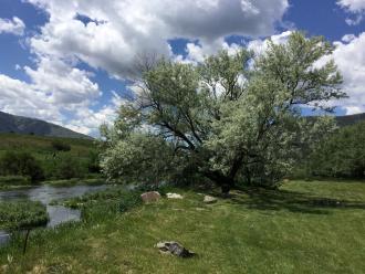 A few thoughts on the Russian Olive from Dr. Colden Baxter | Idaho ...